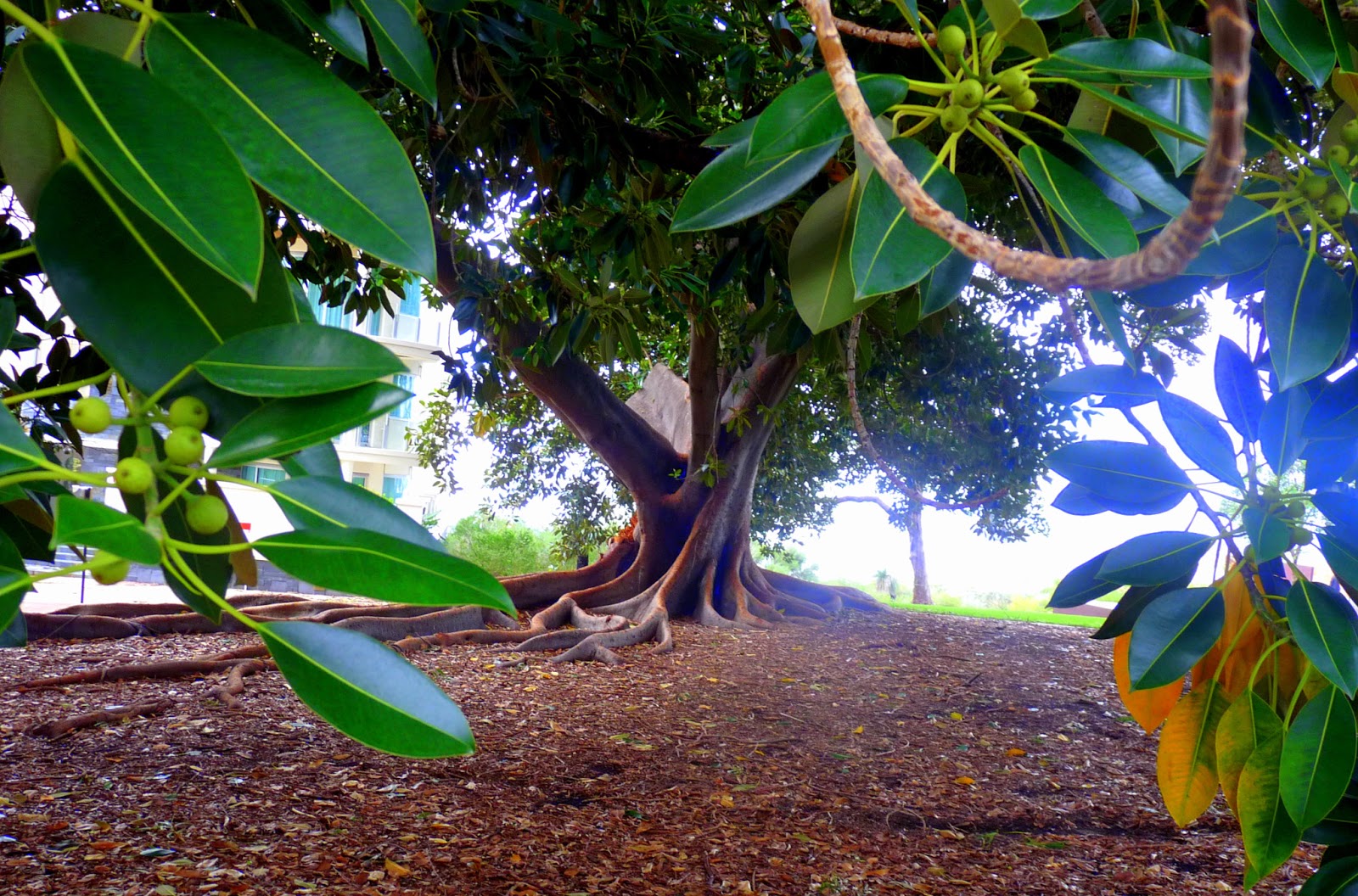 Perth Daily Photo : The big trees of Kings Park.....