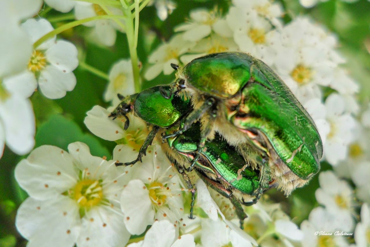 Descopera Targovistea cu mine: Carabusul de mai