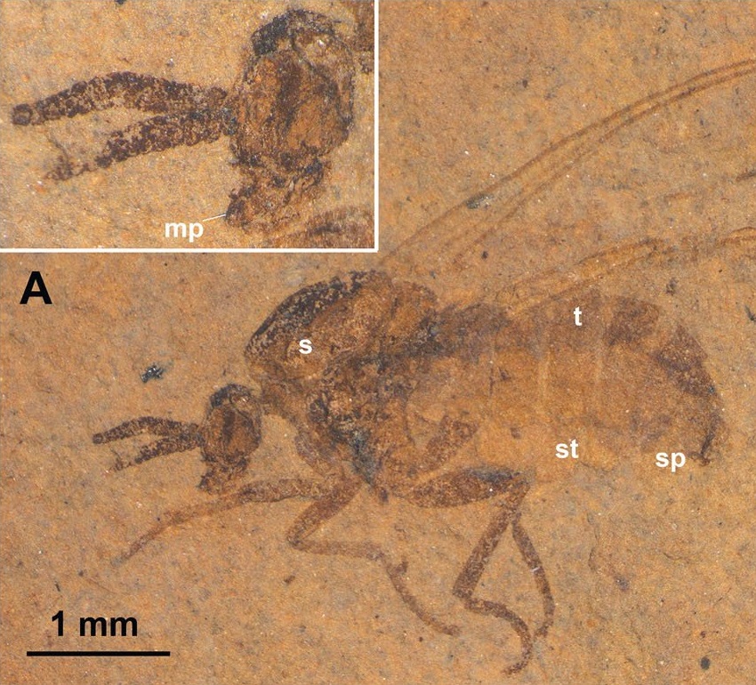 Species New to Science: [PaleoEntomology • 2019] Kaluginamyia ...