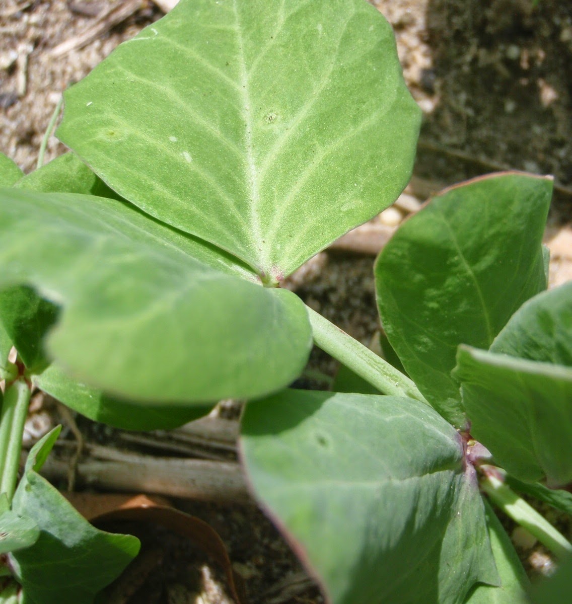 Science teacher: On tying knots