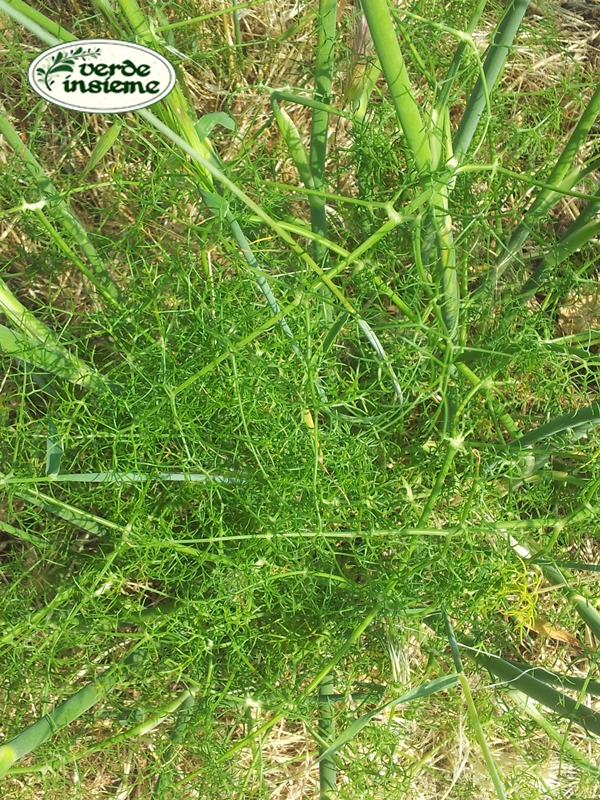 Finocchietto selvatico, un aroma antico