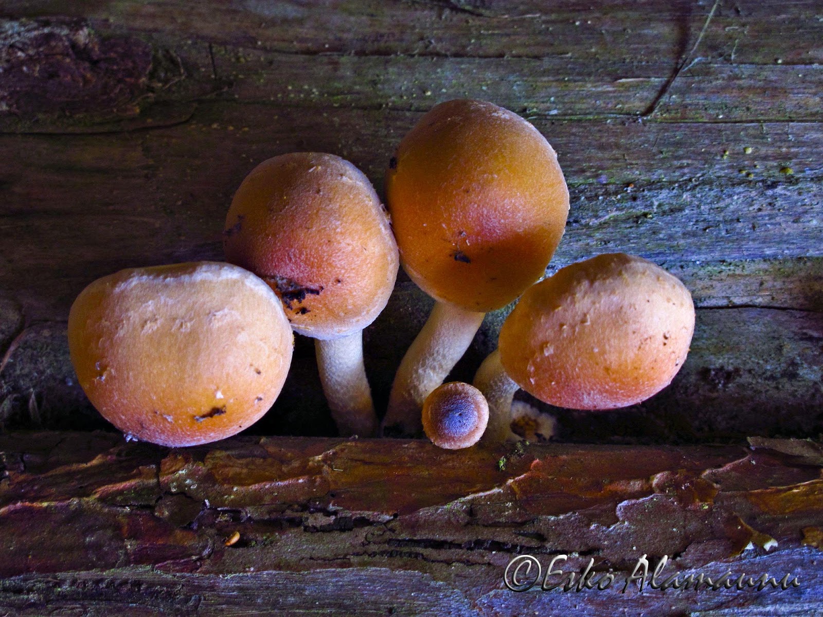 Eko-Kuvia: Sienet....