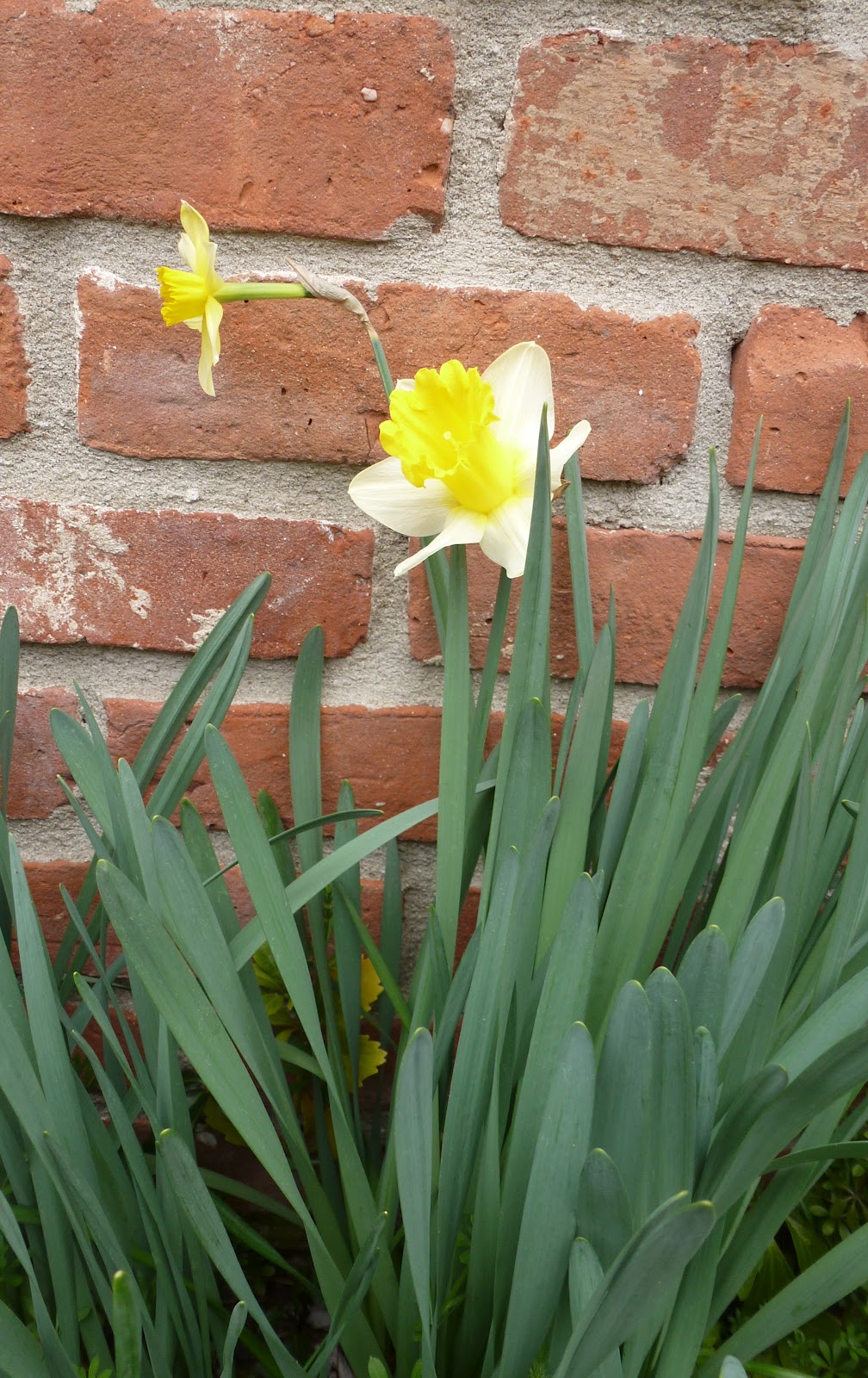 Jarvis House: Early Spring 2012 Flowers in the Jarvis House Garden