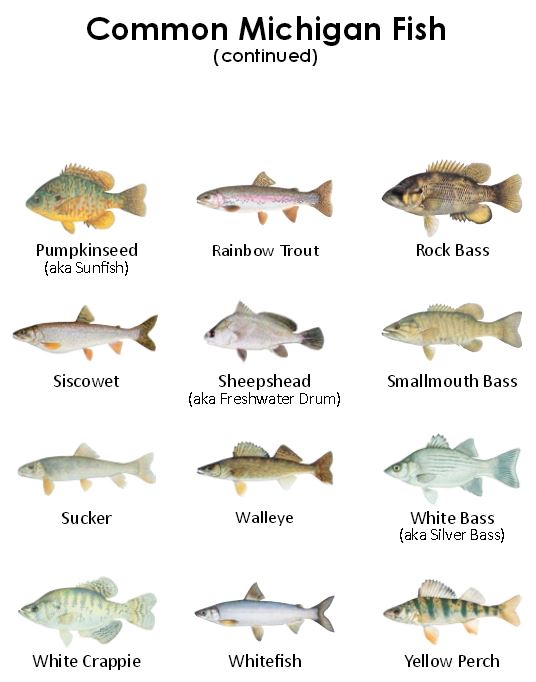 Eaton Rapids Joe: Eating wild-caught fish