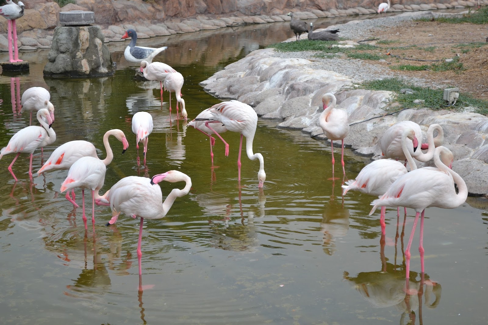 Al Areen Wildlife Park and Reserve- The Perfect Outdoor Spot