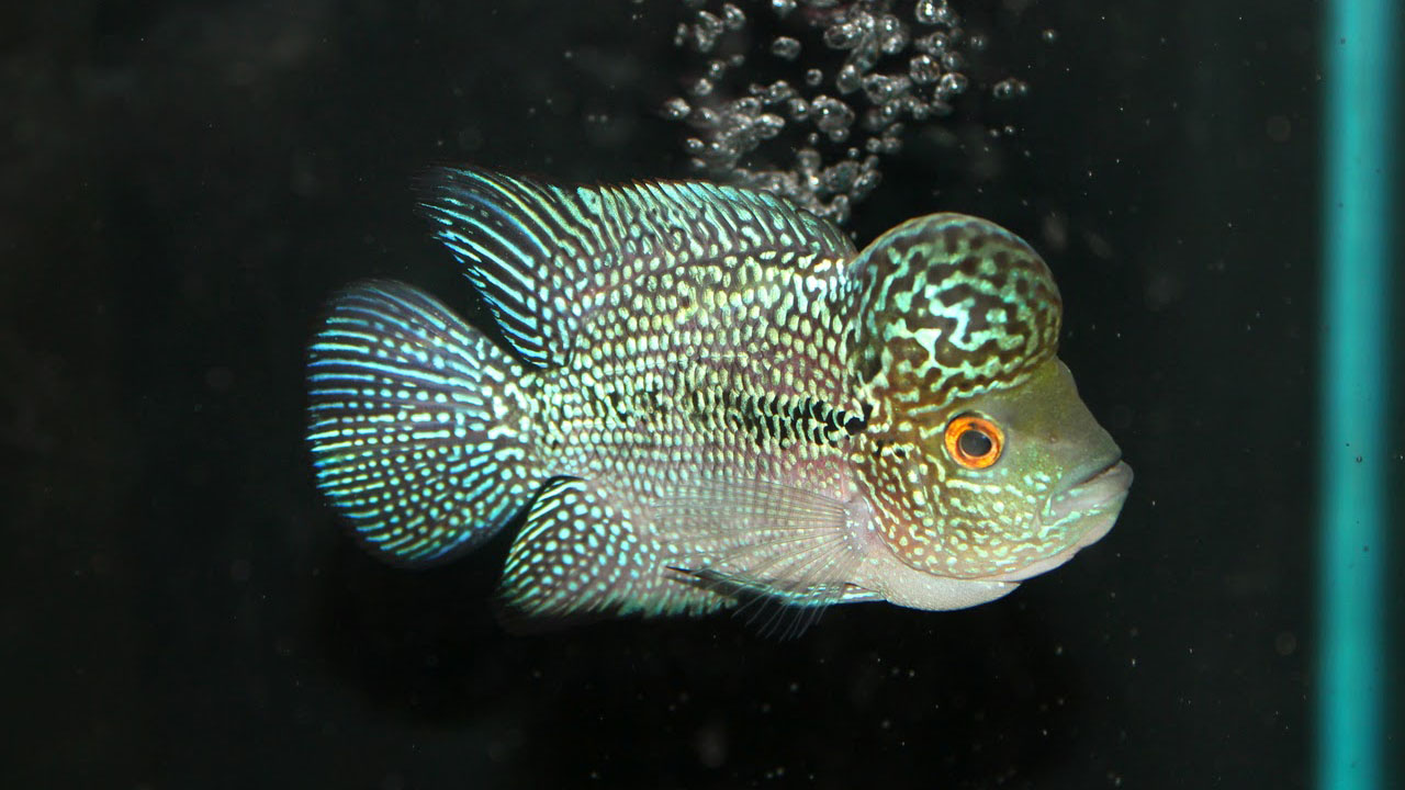 Flowerhorn The Hybrid Cichlids: Kamfa Pearls