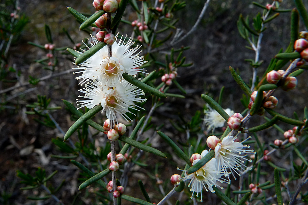 Bushranger: Dryandra Woodland Reserve, Narrogin