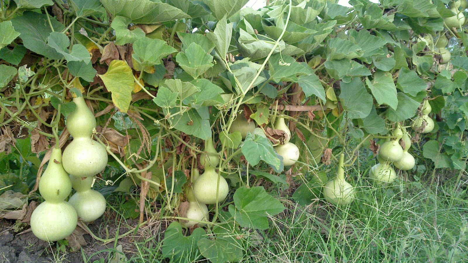 Labu China / Labu Botol / Labu Dewa mabuk / Labu Drunken Master: Kreasi ...