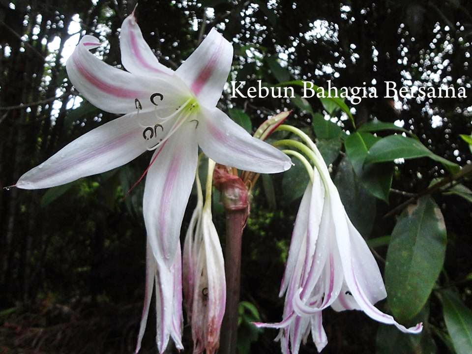Penting Bunga Crinum