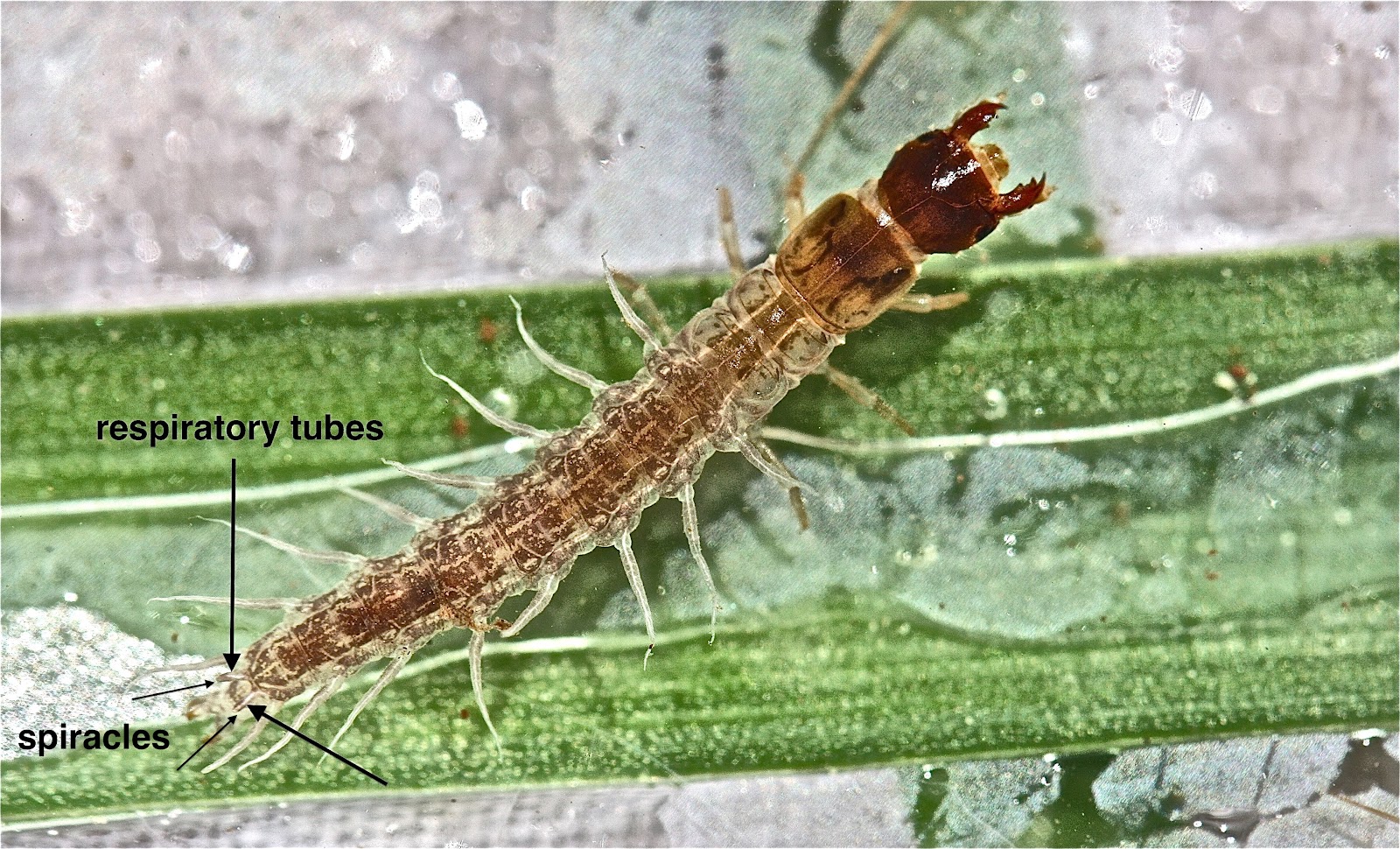 Aquatic Insects of Central Virginia: Mystery Insects in Sugar Hollow, I ...