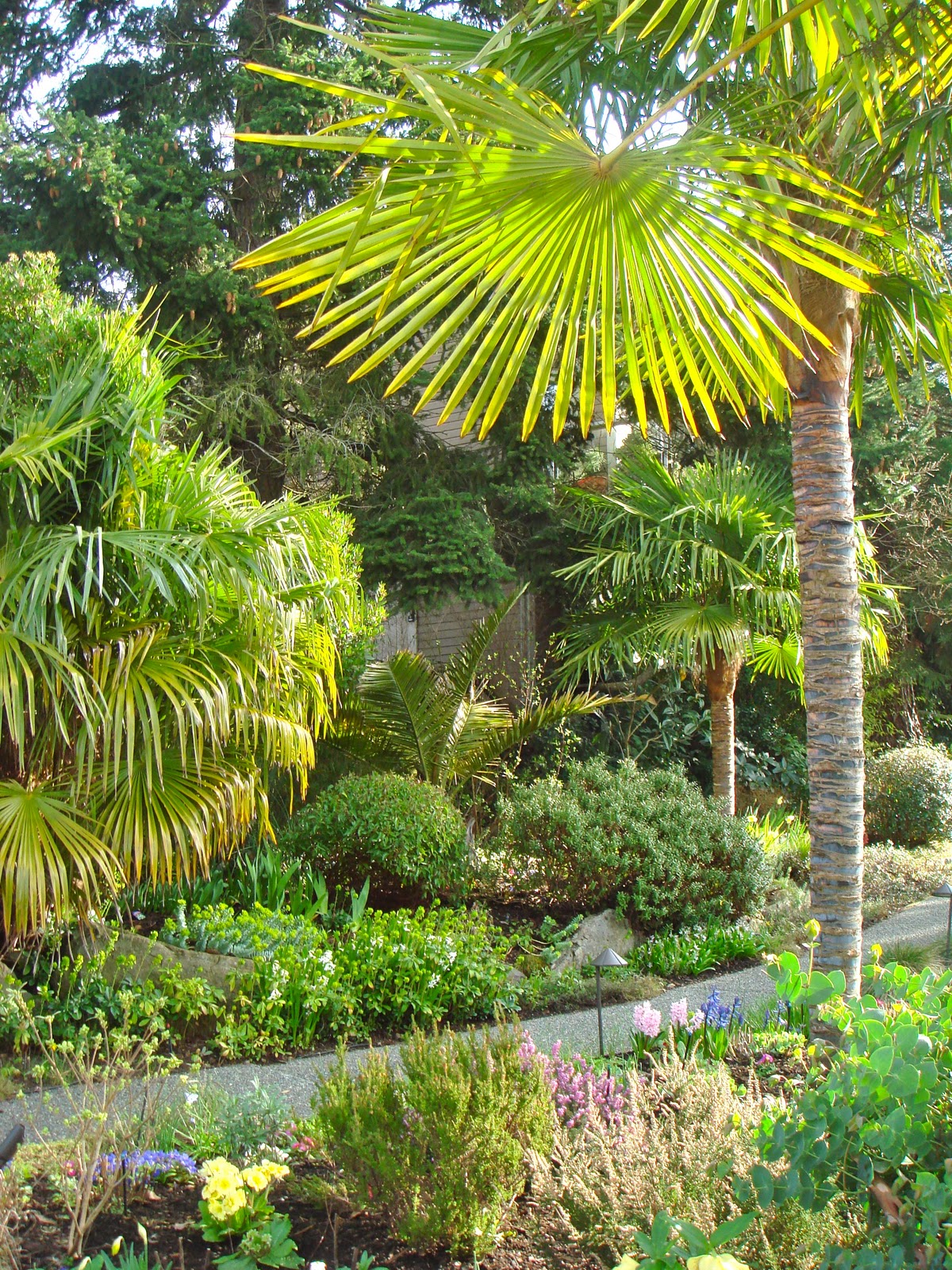 Parallel 49 Palms and Exotics: Canadian zone 9