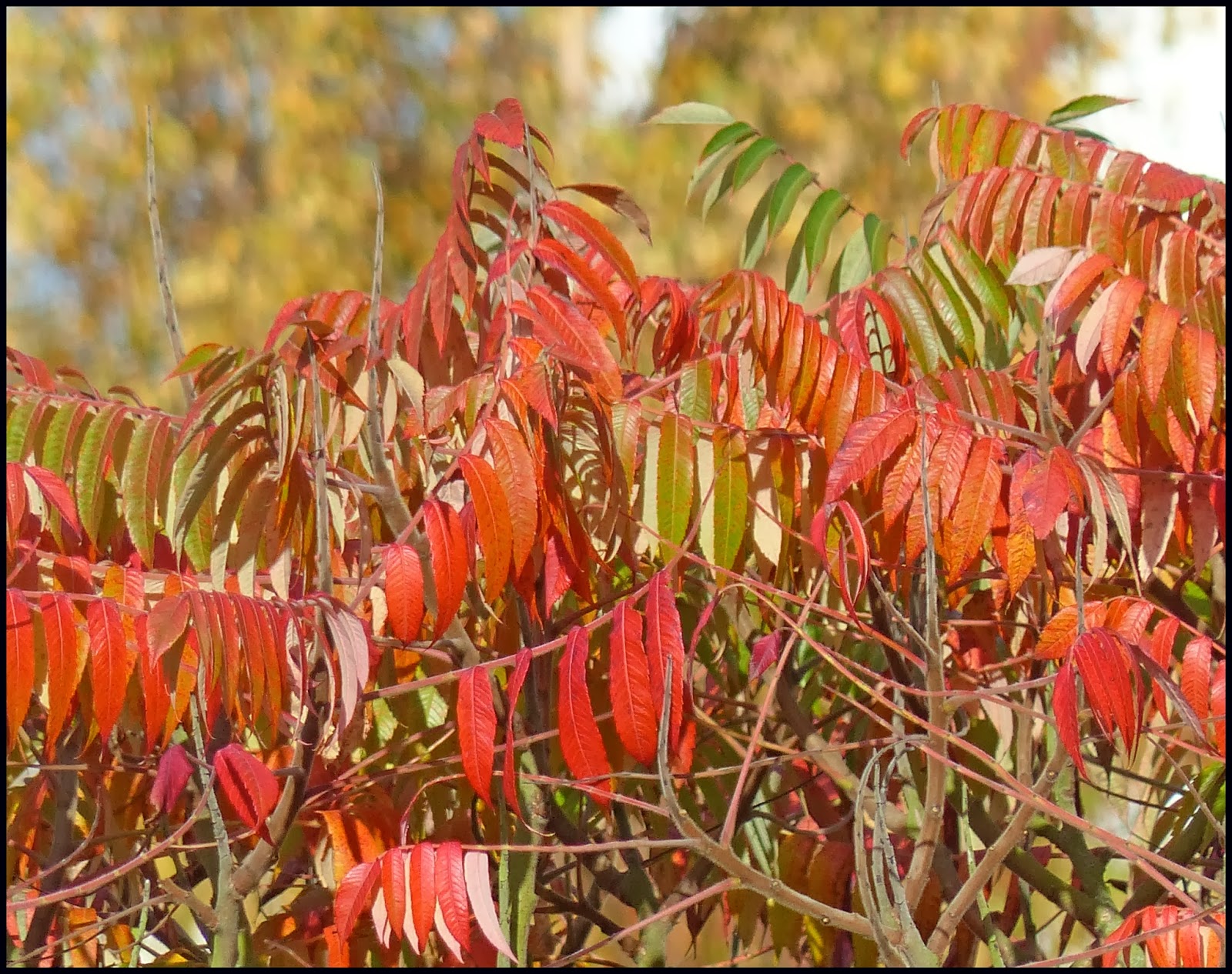 Wild and Wonderful: Seasonal Splash ~ Autumn Colour