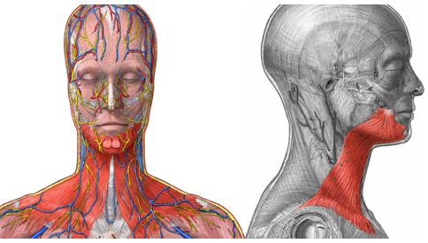 Anatomía del cuello: músculos, huesos, trígonos, plexo cervical