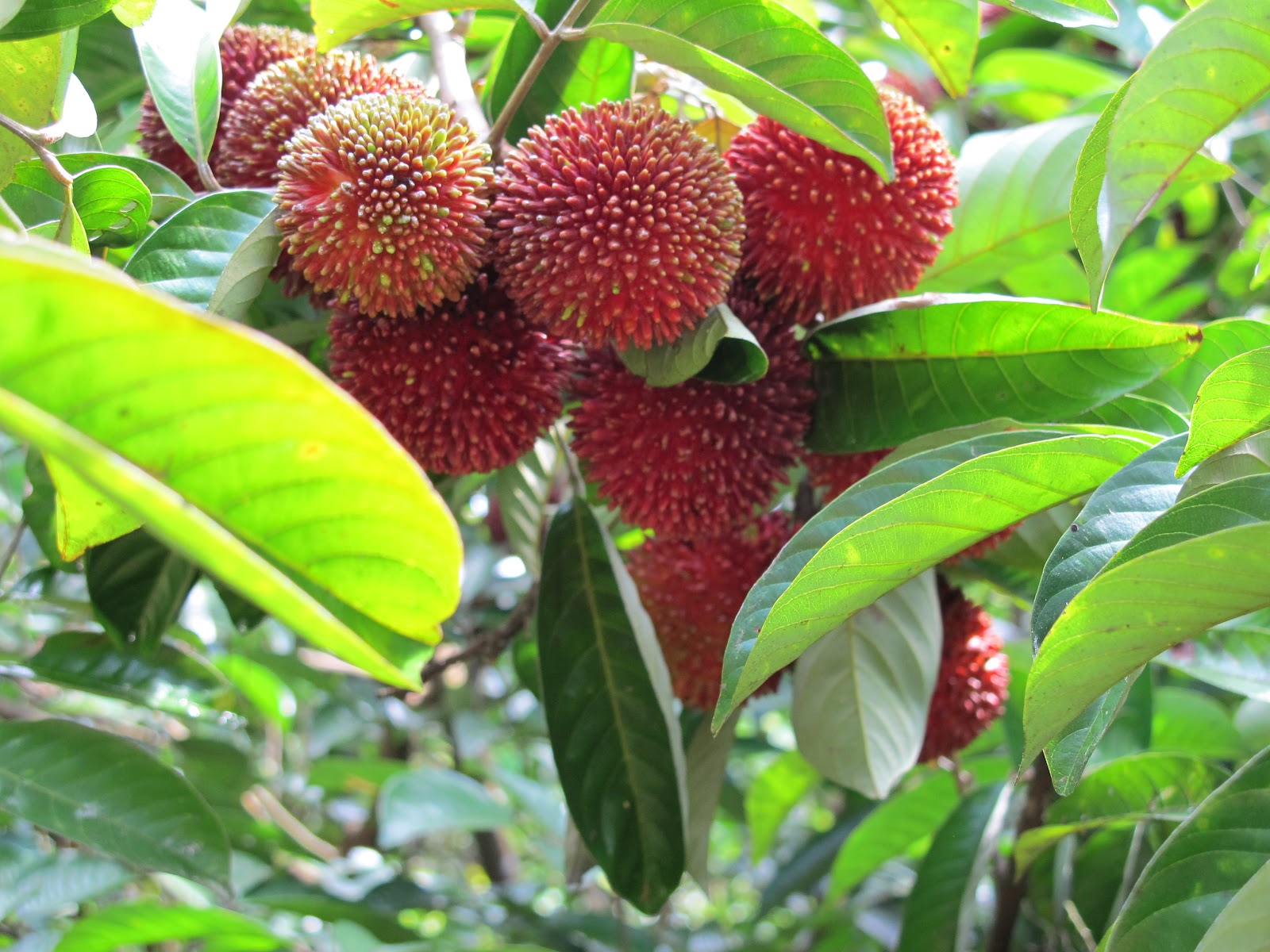 DaRi KaCa MaTaKu ::: :: Dusun Satnike Buah?