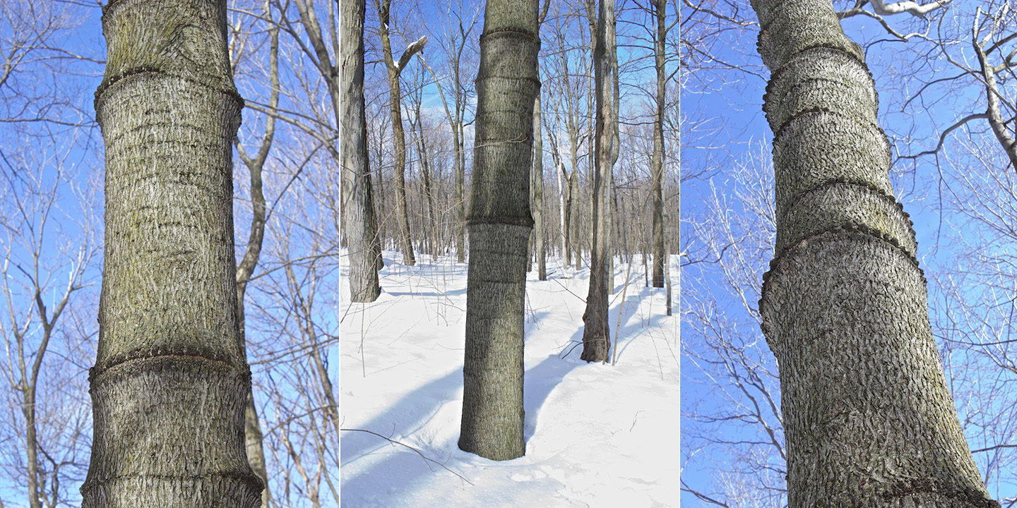 Flora Urbana: Les Caryers du mont Royal