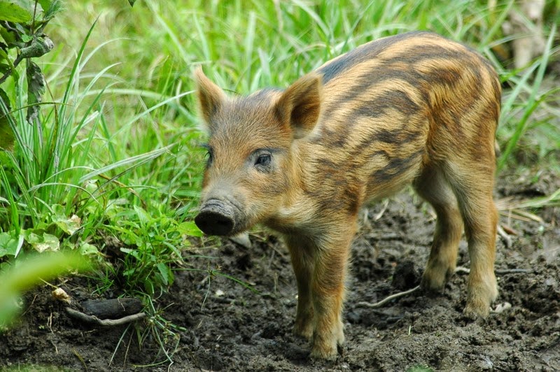 Vive la retraite: Comment évaluer l'âge d'un sanglier?