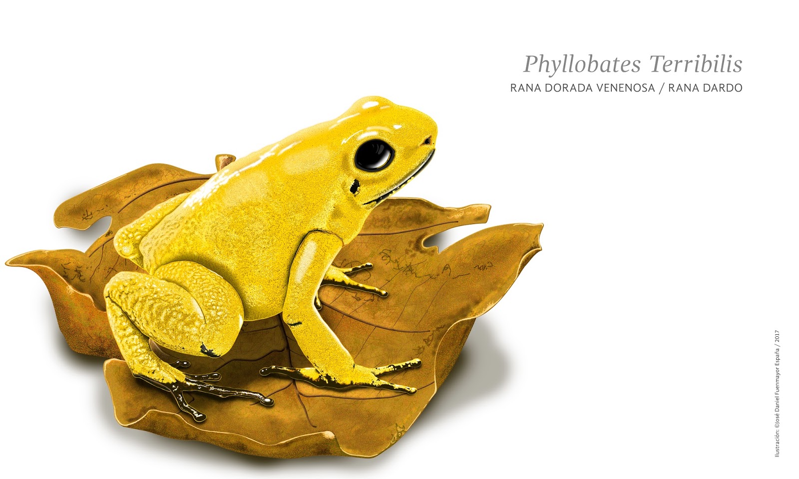 Dossier de Daniel: Illustration