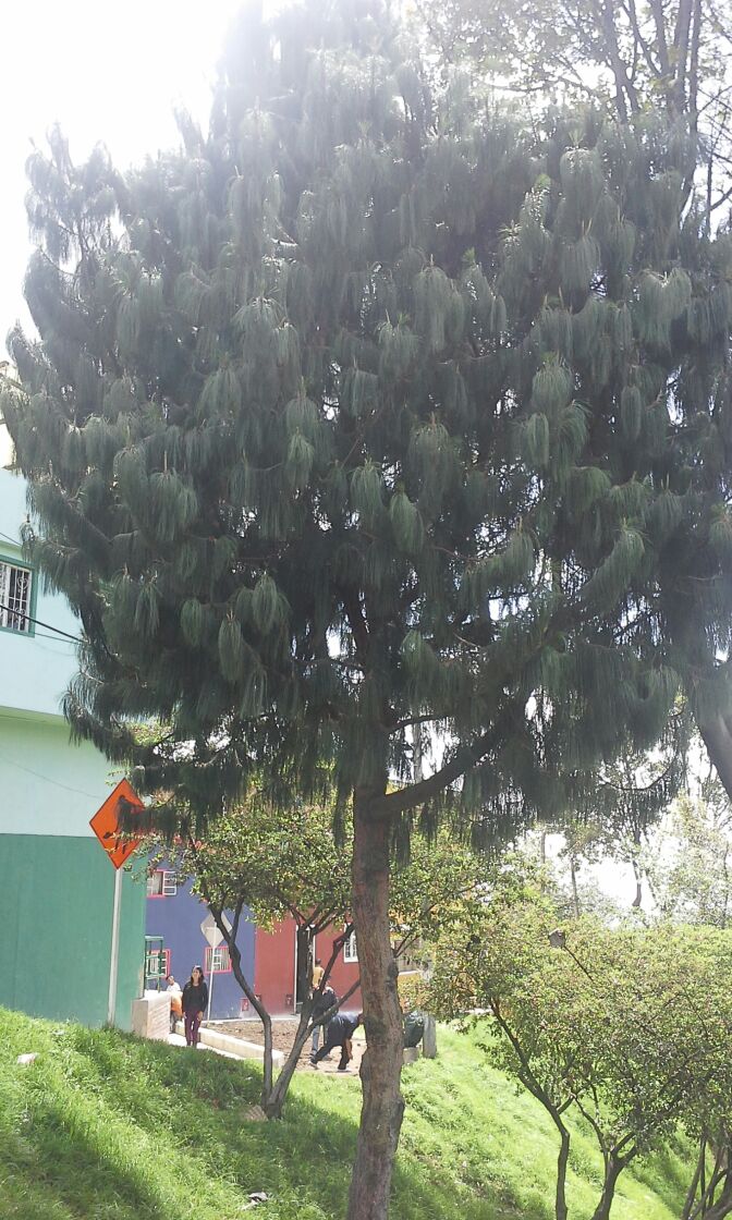 Pinus Patula : Árbol Pino Patula