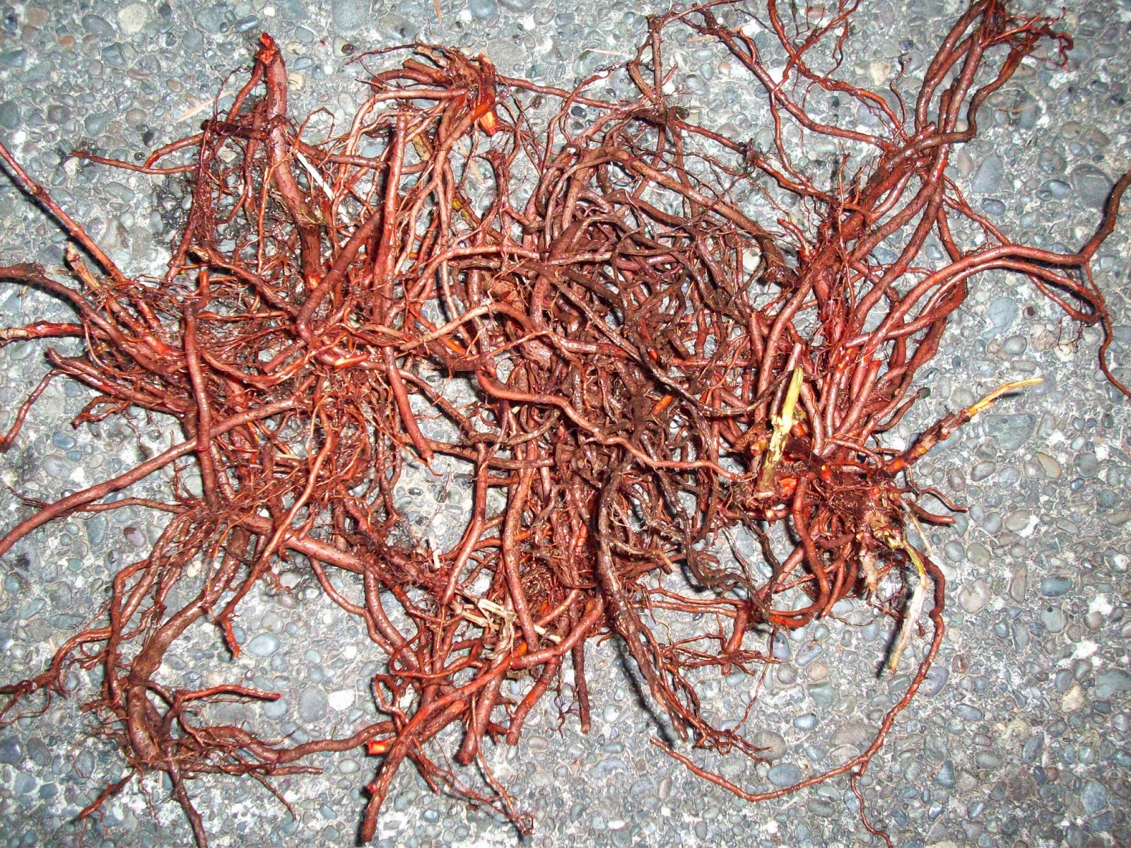 An Impartation of Color: Madder (Rubia tinctorum) 2013