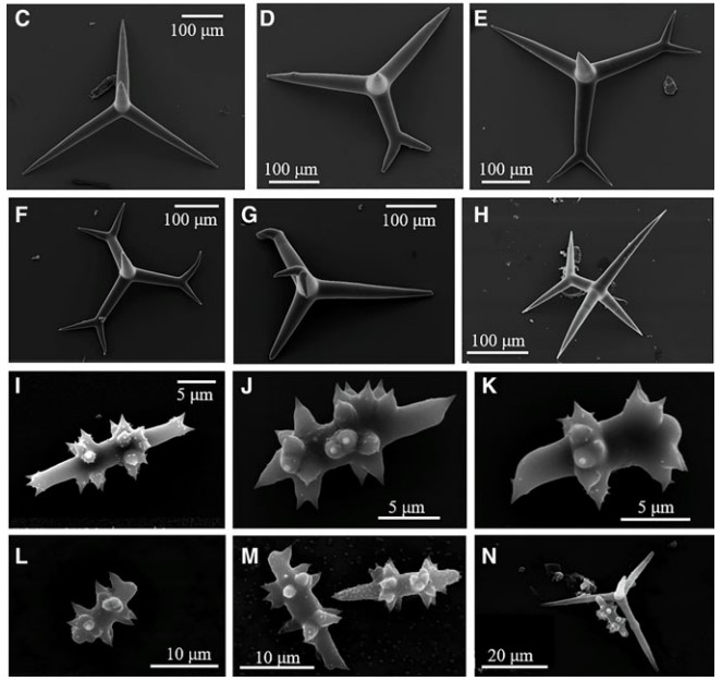 Spesies Baru Spons Mangrove dari Pulau Bangka, Sulawesi Utara ...