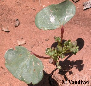 Northwest Plains Integrated Pest Management: Thrips in Cotton