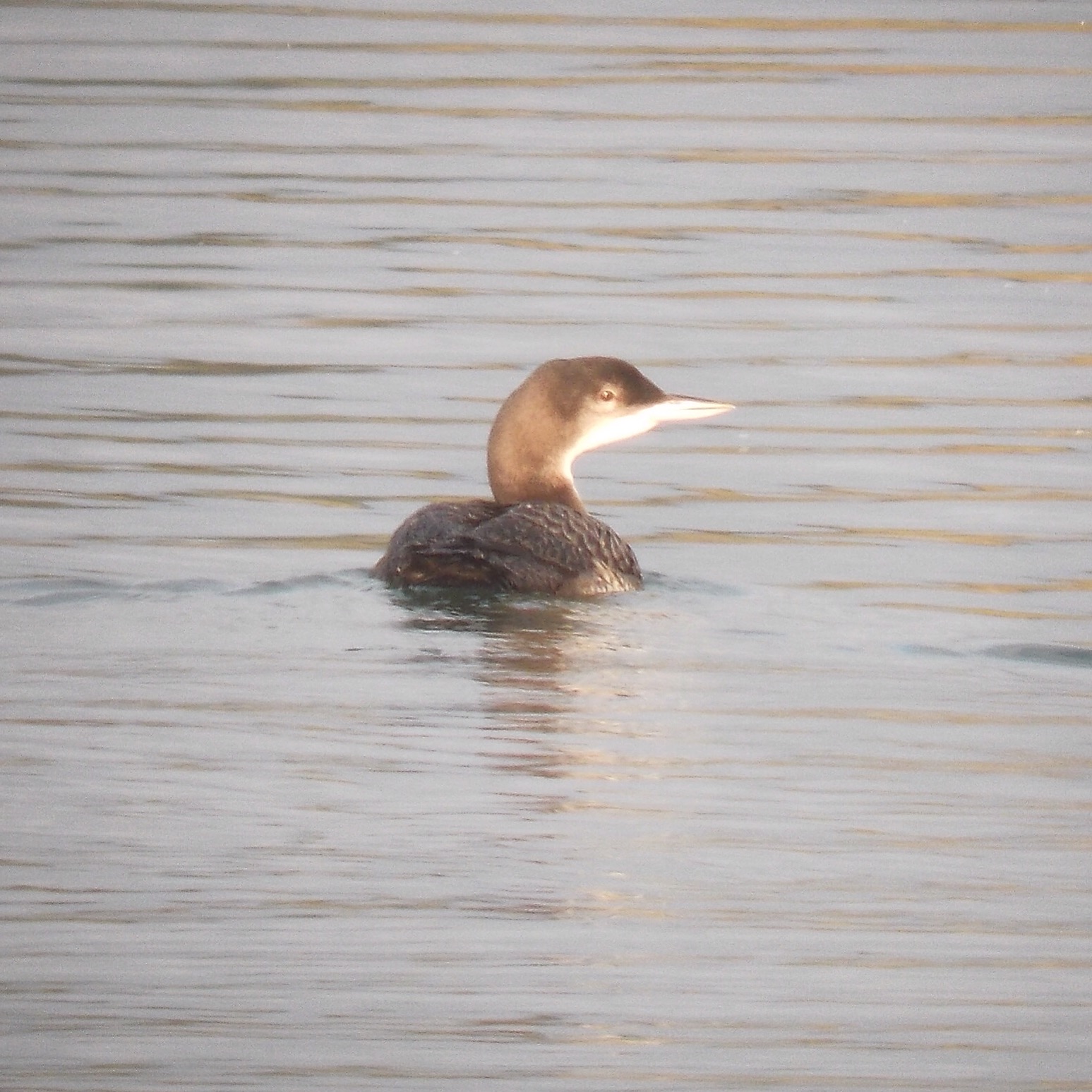 Out4aduck - A record of my birding year: Change of scenery at Draycote