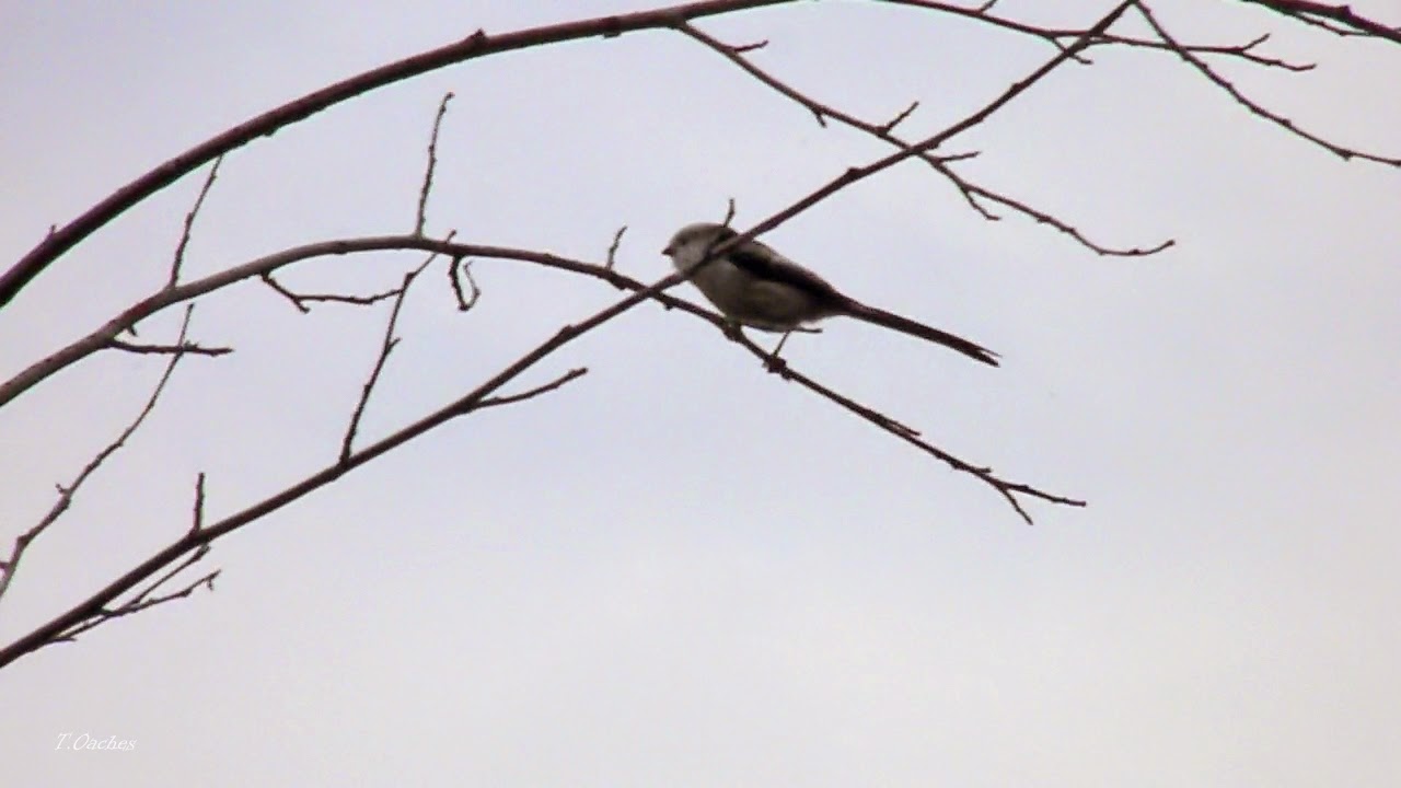 PASARI DIN ROMANIA: PITIGOI CODAT, Aegythalus caudatus