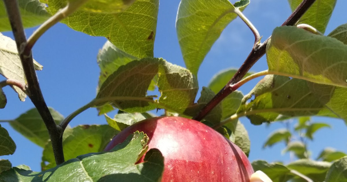 Apple Picking - Field Trip
