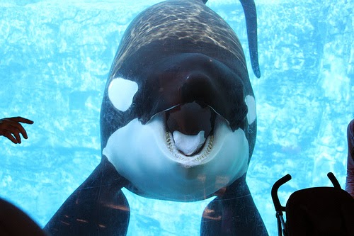 Captive Cetaceans Tragically Sad: Is Tilikum Transient or Resident?