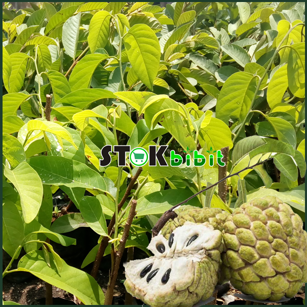 Srikaya | buah srikaya ungu - jual benih tanaman obat