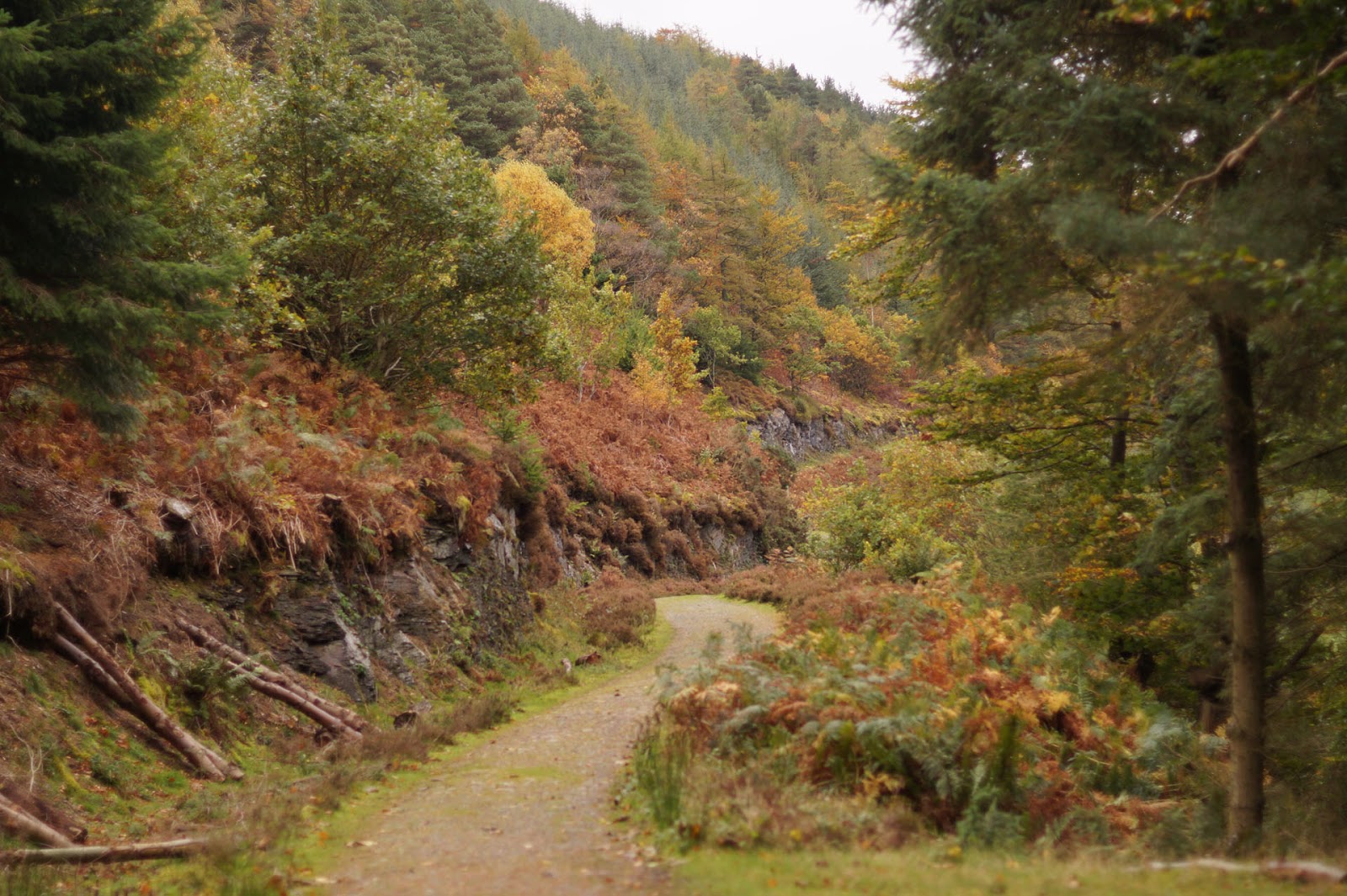 Dodd wood, the route to the summit - Sophie in the Sticks