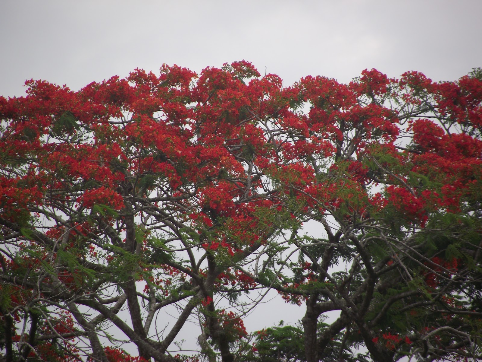" Amar la Naturaleza Para Mantener La Vida": El Flamboyan Rojo es uno ...
