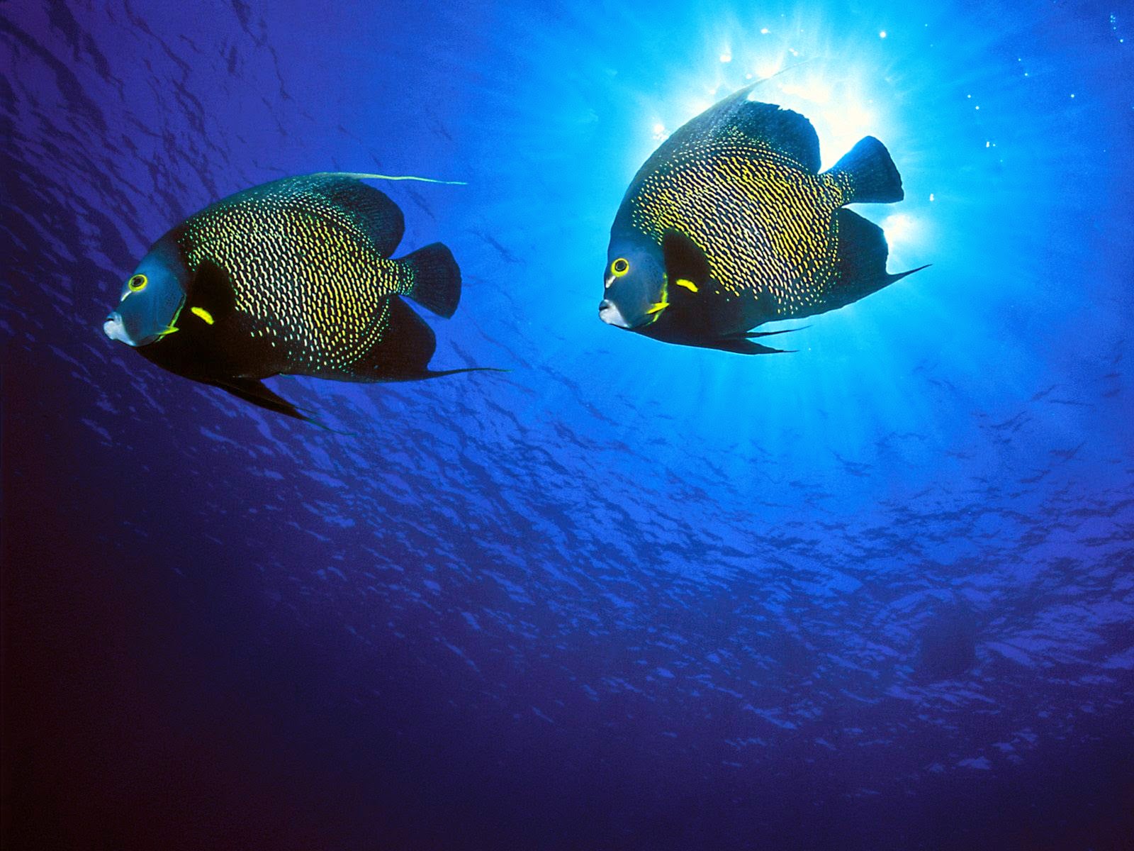 Under Sea Fish Nature Wallpaper HD - Free Wallpaper Pics