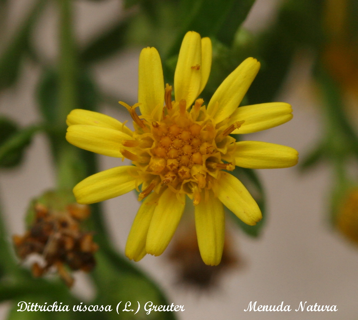 Menuda Natura: Dittrichia viscosa (L.) Greuter