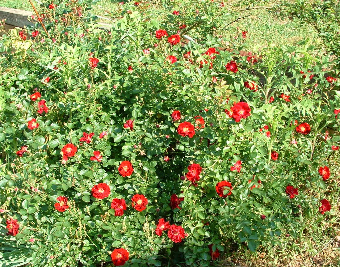 Blue Starr Gallery: Rambling Red Rose