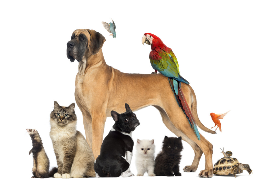 Choosing the Best Pet for Yourself - Pet Vet