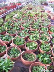 Kultur Jaringan Tanaman: AKLIMATISASI