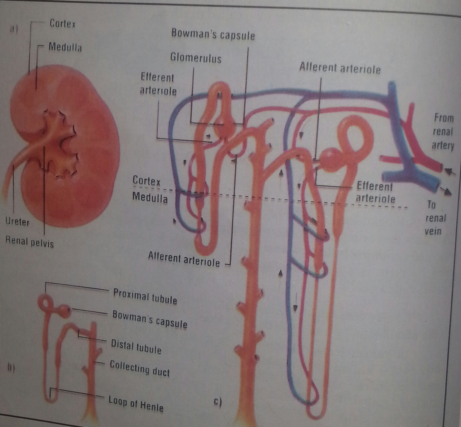 Process of urine formation