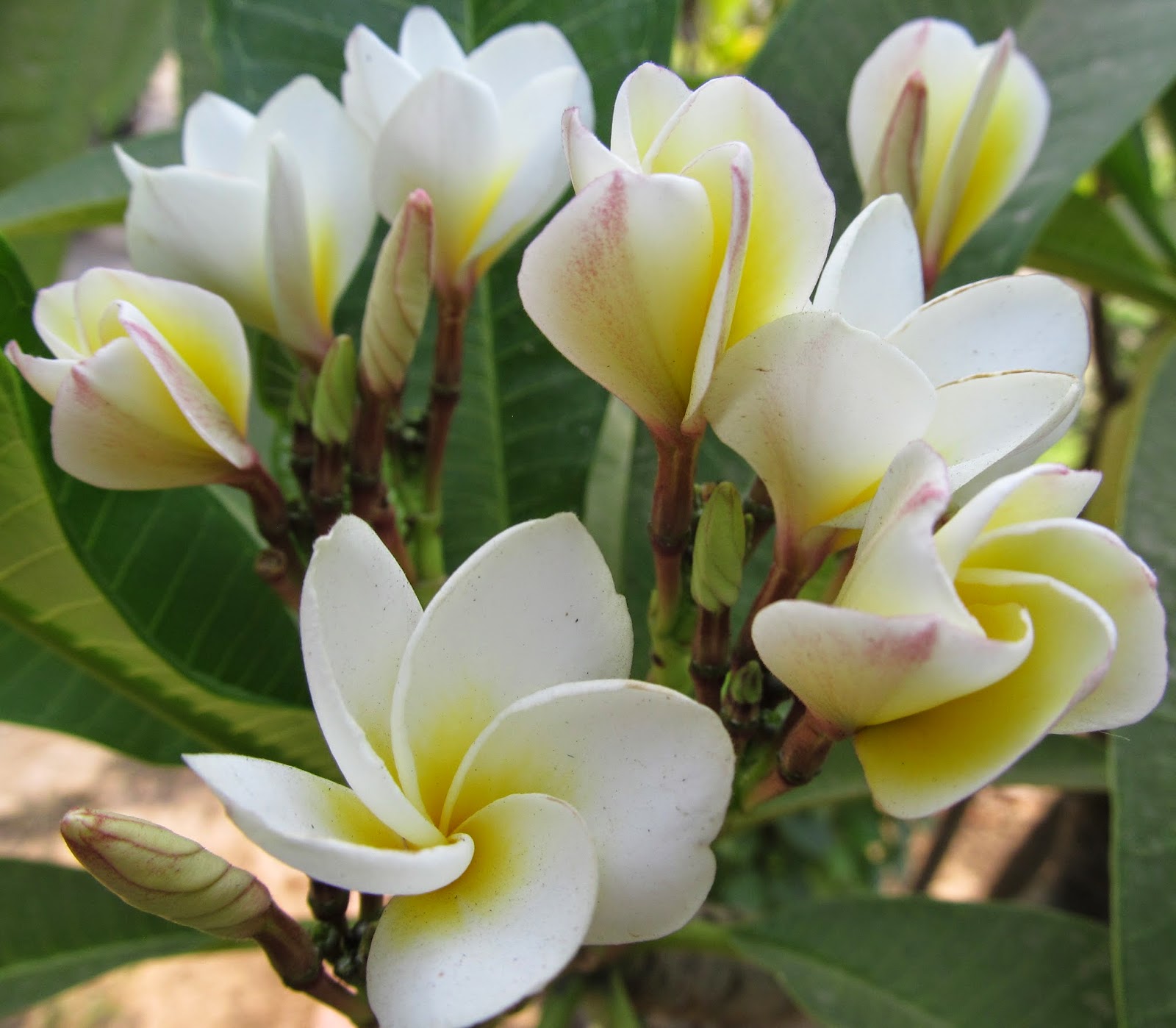 NATURAL & UNIQUE PHOTOGRAPHY: FRANGIPANI FLOWER