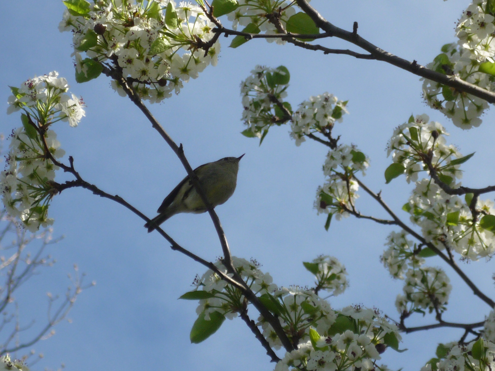 Vermont April Flowers: Nature's Beautification Campaign | Litter with a ...