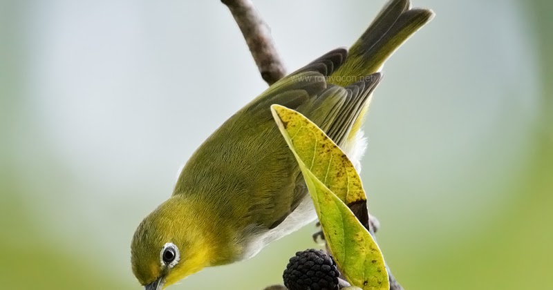 Romy Ocon's Wild Birds of the Philippines: Lowland White-eyes at La Union