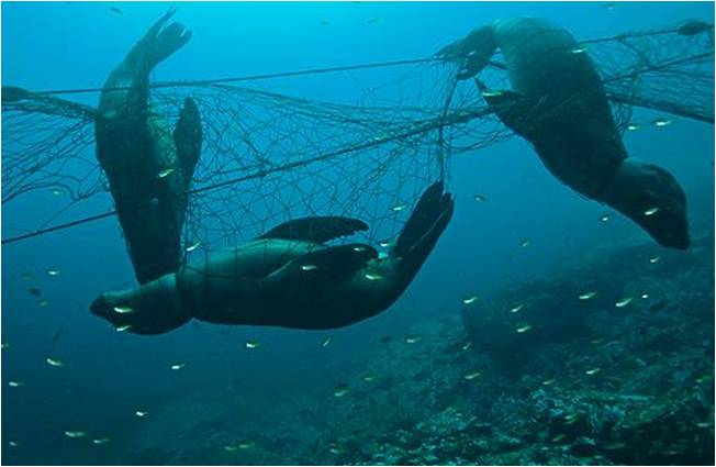 The Beautiful Bycatch