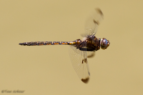 The Ohio Nature Blog: Prince Baskettail, Olentangy River