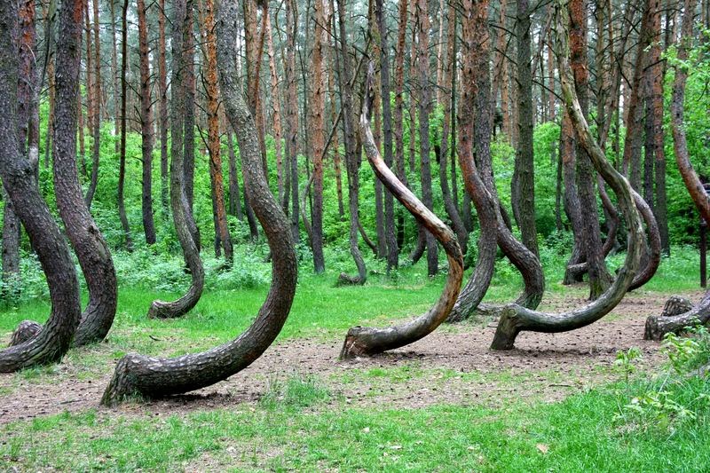Shaping The Earth: The Crooked Forest Unique Curvy Trees In Gryfino, Poland