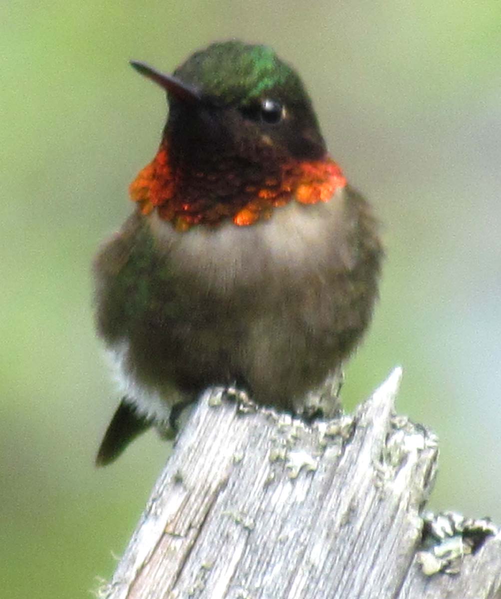 The Agatelady: Adventures and Events: The Marvelous Hummingbird