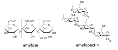Pengertian Polisakarida | Pengertian ILMU
