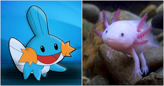 12 Real Animals And Have Similar Pokemon Characters