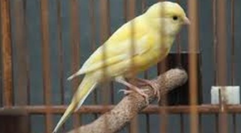 canary bird: KENARI AF