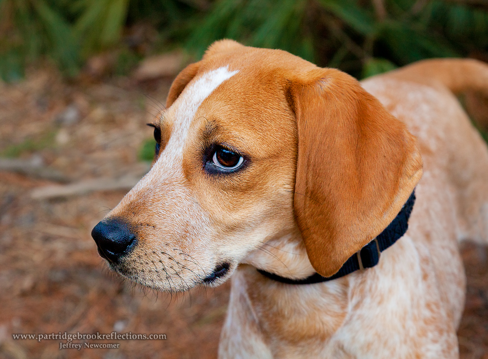 Getting it Right in the Digital Camera : Gone to the Vermont Dogs.