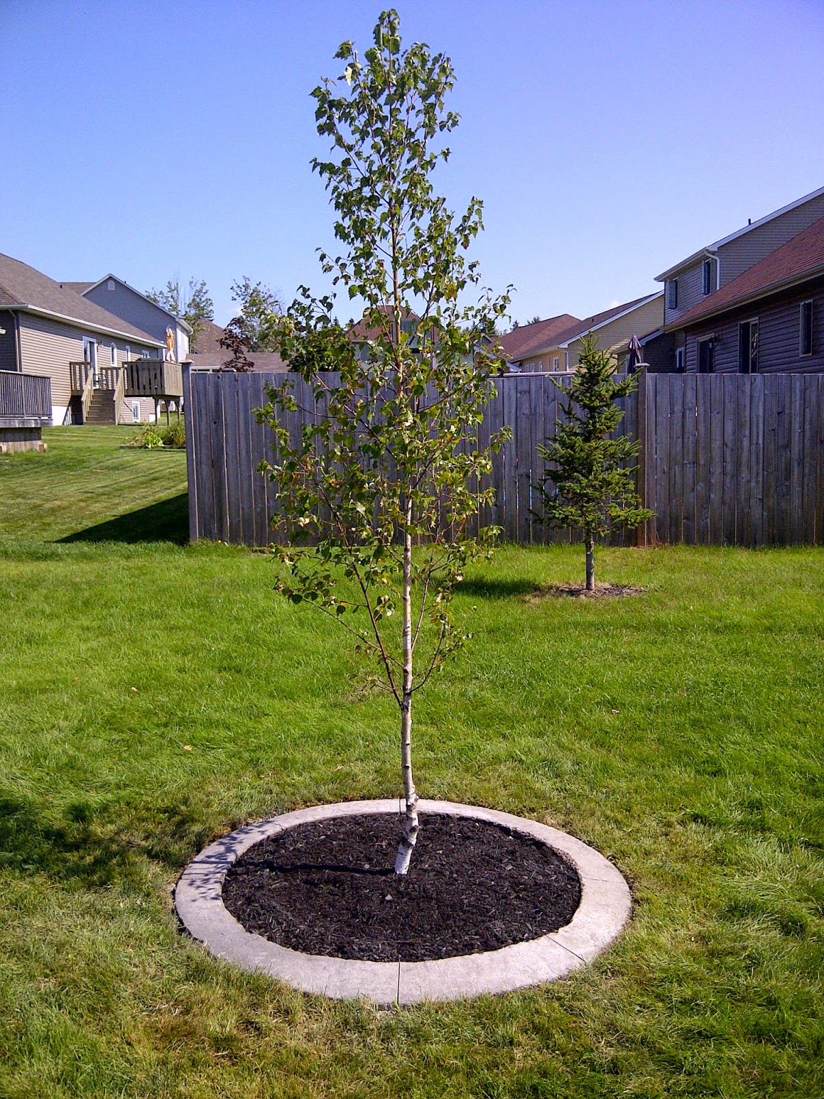 Another Day Another Project: Concrete Borders for Trees